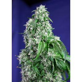 Konopljino seme - Sweet Seeds - Big Devil FV