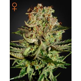 Konopljino seme - GREEN HOUSE SEEDS - Super bud